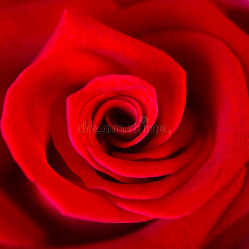 Close up of red rose stock image. Image of beauty, romantic - 63940145