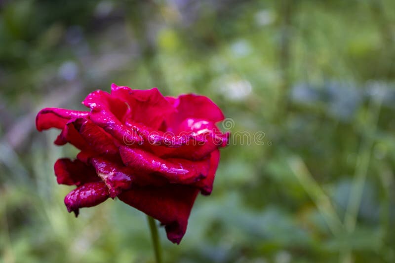 Close-up of Red Rose. Beautiful Red Rose in a Garden Stock Photo ...