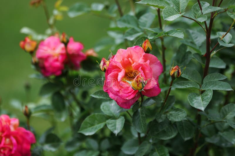 Close-up of a Red Rose in a Botanical Garden Stock Photo - Image of ...
