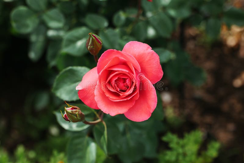 Close-up of a Red Rose in a Botanical Garden Stock Image - Image of ...