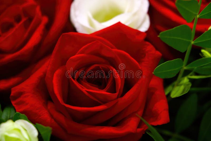 Close-up of a Red Rose in a Bouquet for Congratulations Stock Image ...