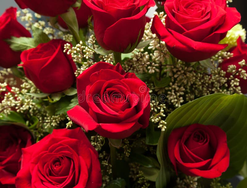 71+ Close up bunch red roses Free Stock Photos - StockFreeImages