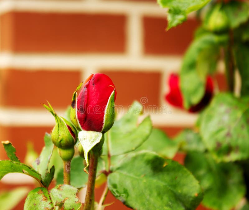 Close Up of a Red Rose Bud on a Summer Day Stock Photo - Image of rose ...