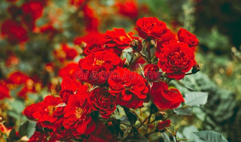 Close Up Red Rose Buds ,blooming Red Rose Bush in the Garden Stock ...