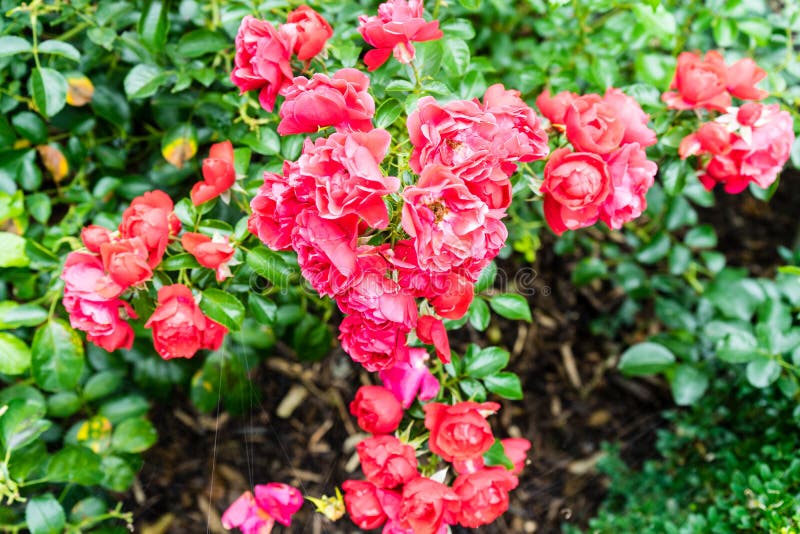 Close Up of a Red Rose Bush in a Park Stock Image - Image of branch ...