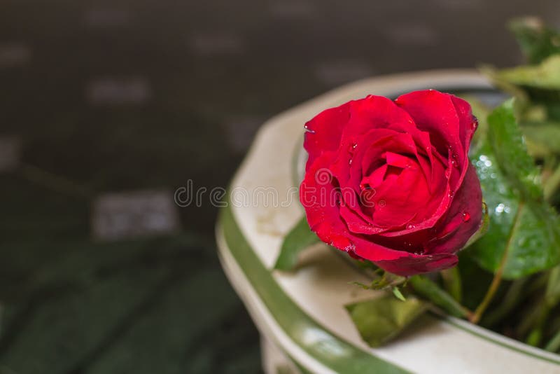 Close Up for Red Rose in the Container Stock Photo - Image of isolated ...