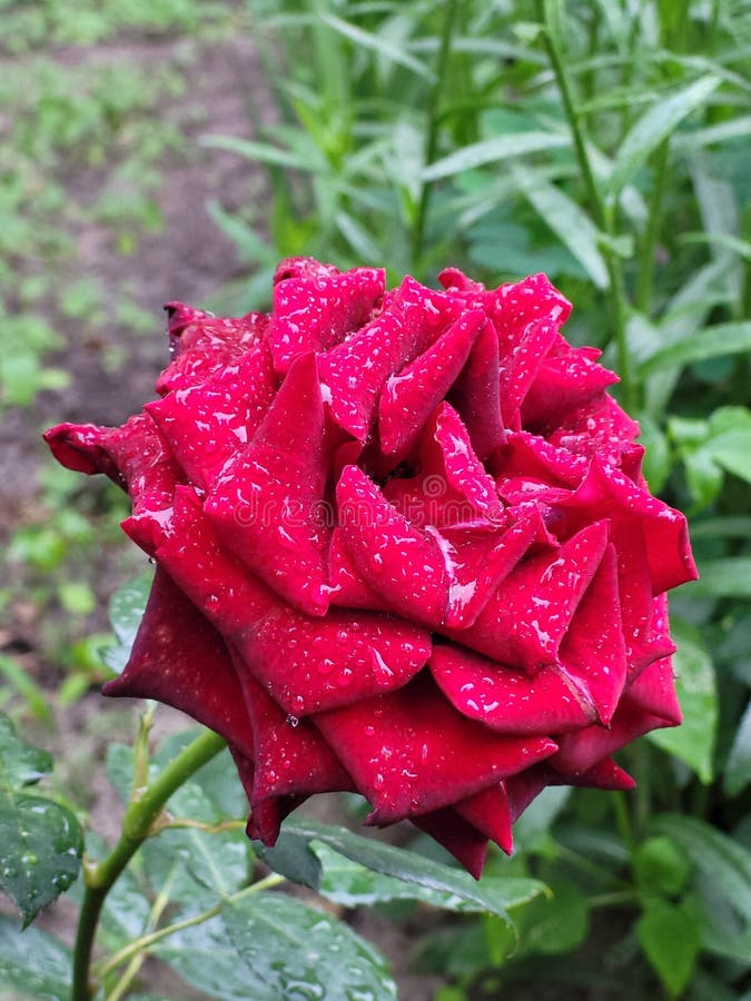 Title: Red Rose with Fresh Raindrops on Petals Stock Photo - Image of ...