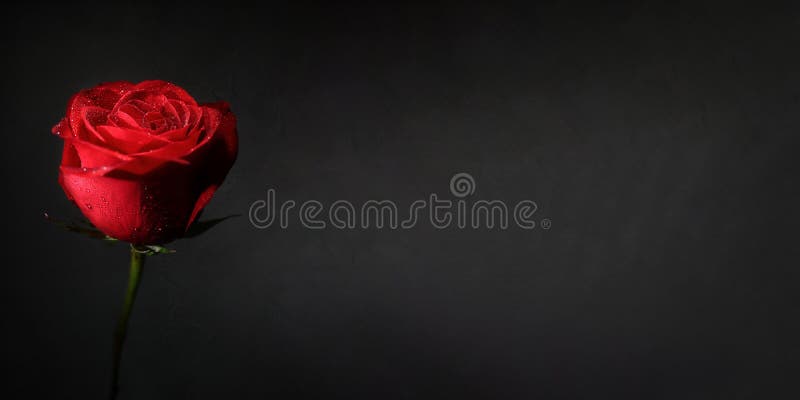 Close Up of a Red Rose Covered Isolated on Black Stock Photo - Image of ...