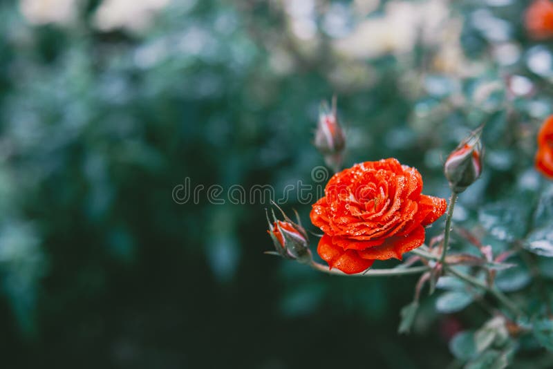 Close Up Red Rose in the Field. Stock Image - Image of valentine, green ...