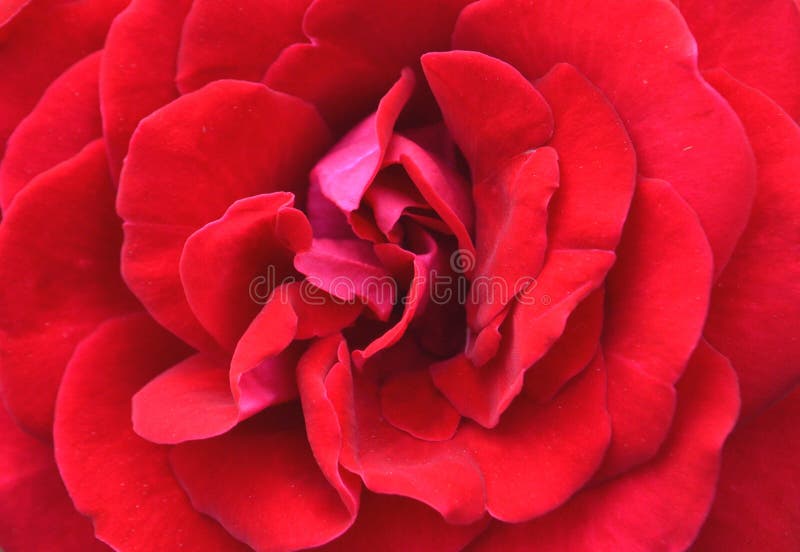 Close Up of a Red Rose Flower Top View Full Frame Stock Image - Image ...