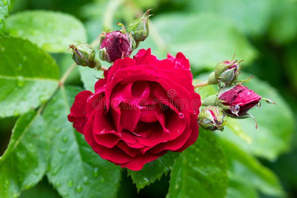Close up of red rose stock photo. Image of front, water - 250880256