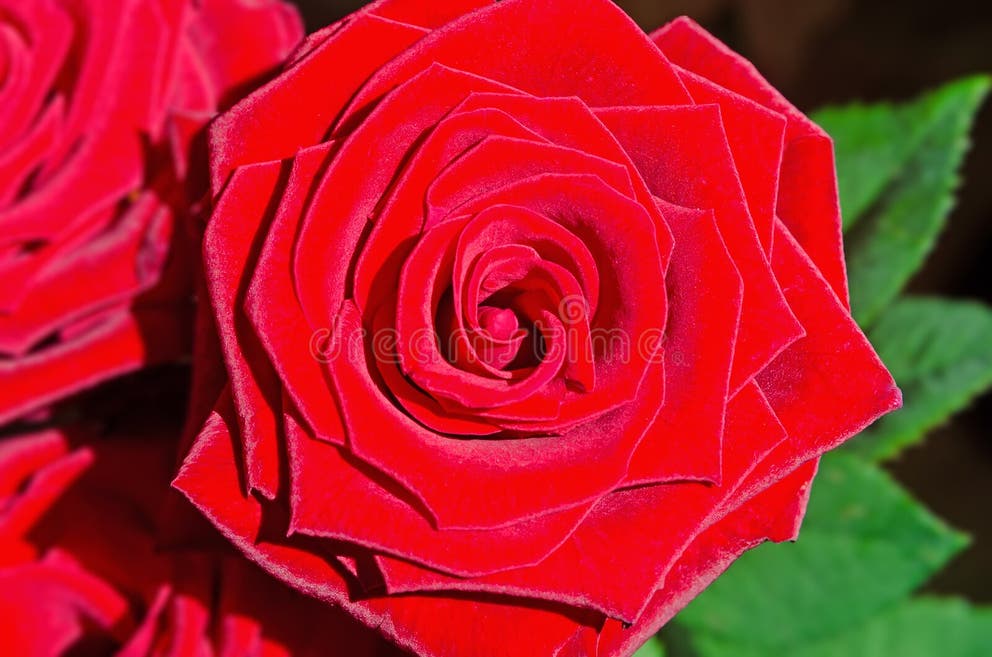 Close-up of the Red Rose Head Stock Photo - Image of petals, abstract ...