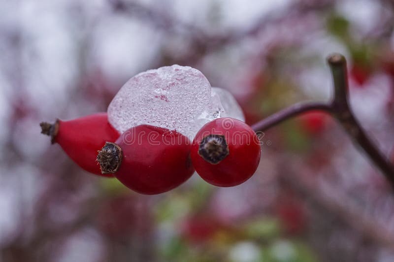 Close Up of Red Rose Hips with Ice on a Rose Bush with Thorns in Winter ...