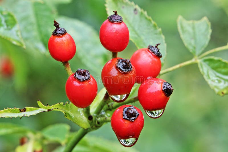 Close up of red rose hips stock photo. Image of ripe - 169619558