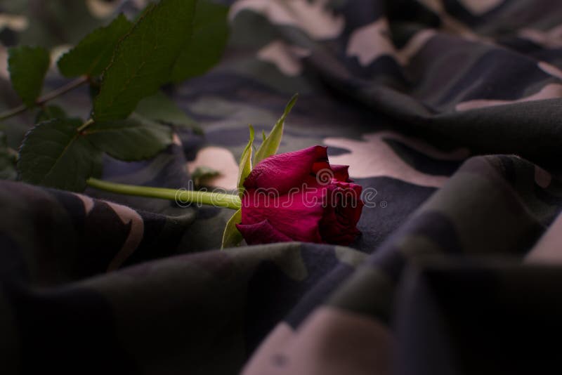 Close Up of Red Rose on Military Camouflage Uniform Stock Image - Image ...