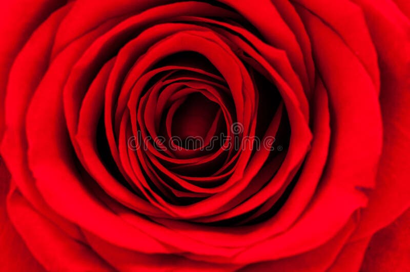 Close up of red rose petal stock photo. Image of blossom - 28576364