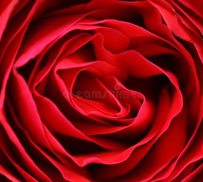 Close Up of Red Rose Petal. Stock Photo - Image of open, beauty: 33924044