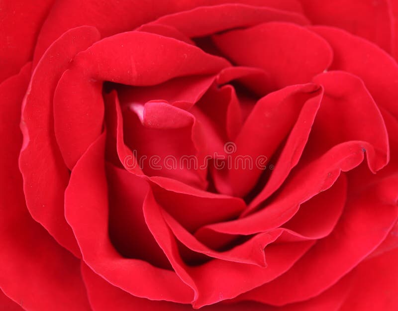 Close Up Of Red Rose Petals. Stock Photo - Image of design, studio ...
