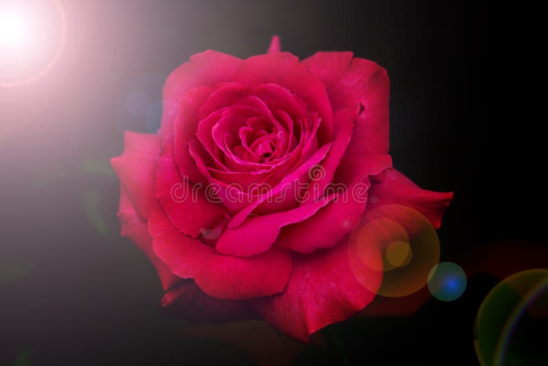 Close Up of Red Rose Represent Romantic of Love Stock Image - Image of ...