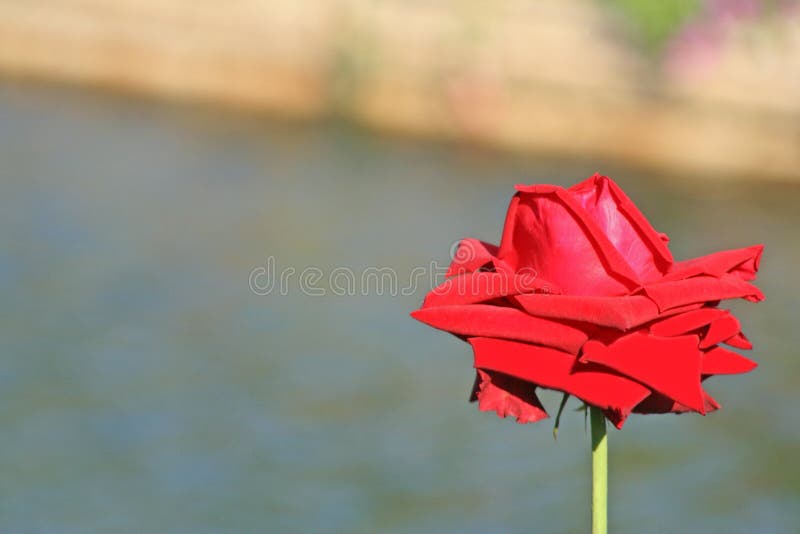 Rose River In Shenandoah National Park Forest VA Stock Photo - Image of ...