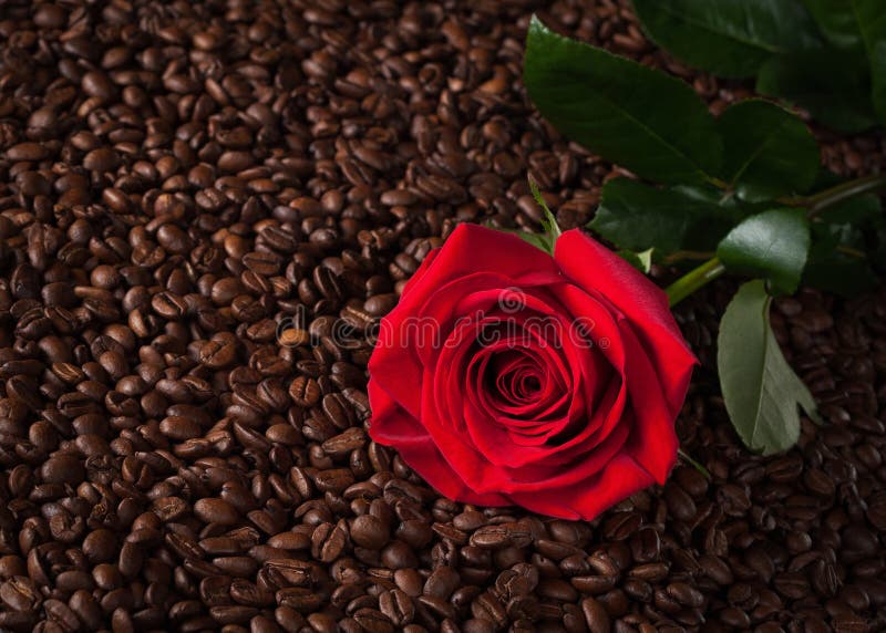 Close Up of Red Rose on Roasted Coffee Beans Stock Photo - Image of ...