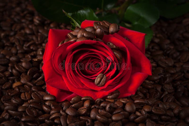 Close Up of Red Rose on Roasted Coffee Beans Stock Photo - Image of ...