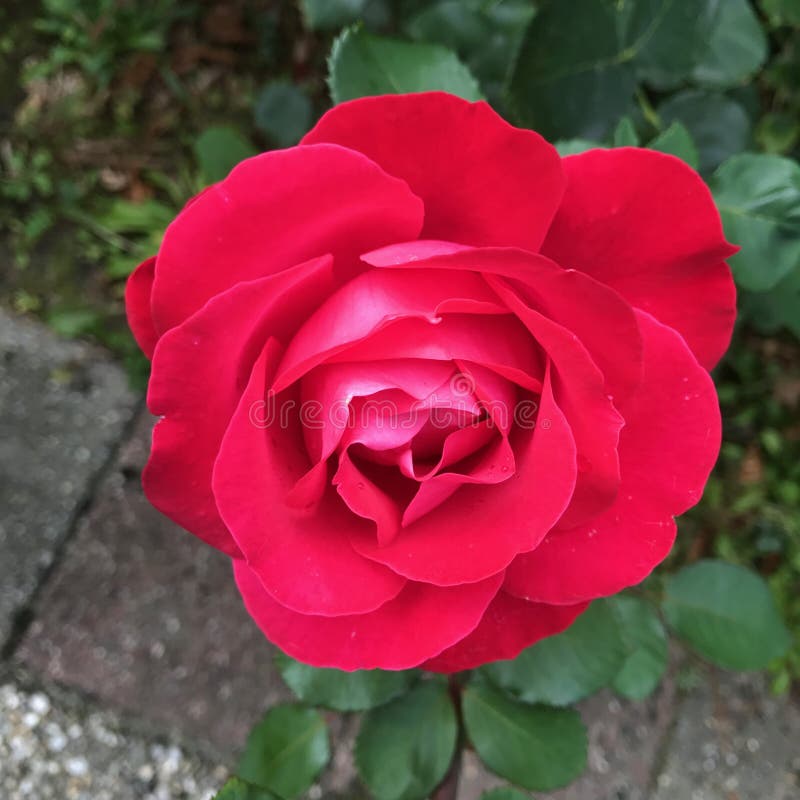 Close-up of a Red Rose Seen from Above Stock Image - Image of plant ...