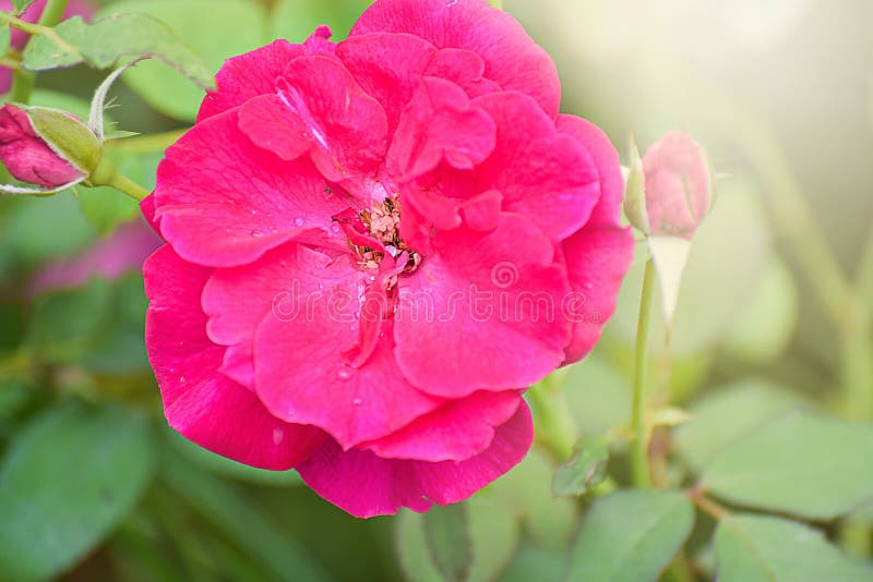 Close-up of Red Rose with Soft Sunlight in Garden Stock Photo - Image ...