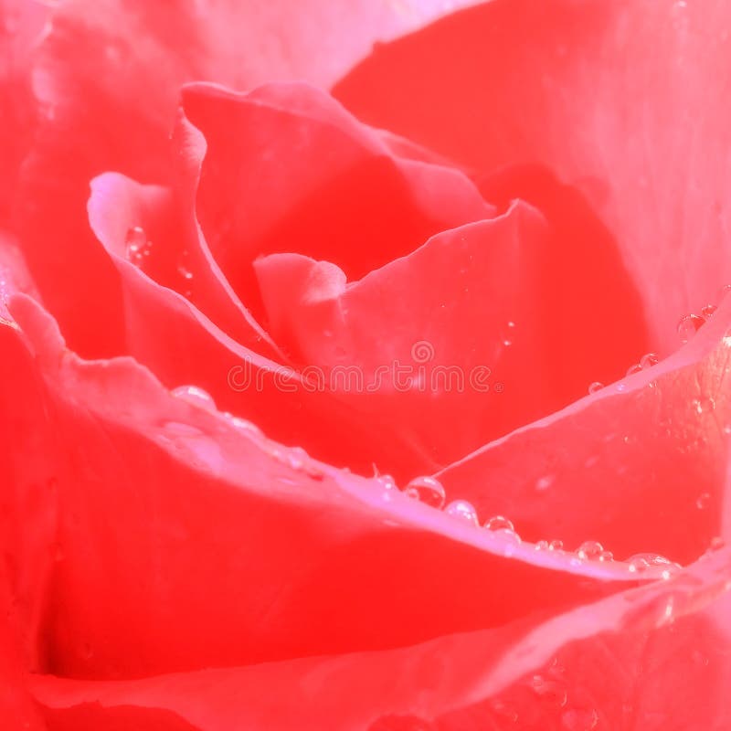 Close Up Red Rose Square Format Stock Photos - Free & Royalty-Free ...
