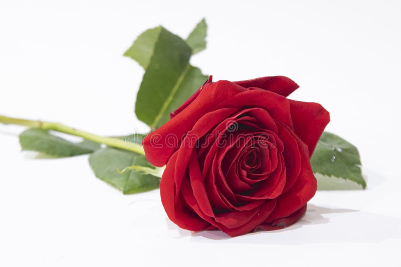 Close-up of Red Rose with Stem and Leaf Stock Image - Image of stem ...