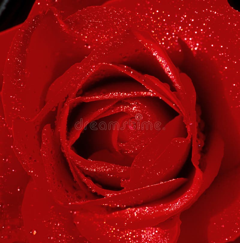 Close Up of a Red Rose with Various Water Droplets Stock Photo - Image ...