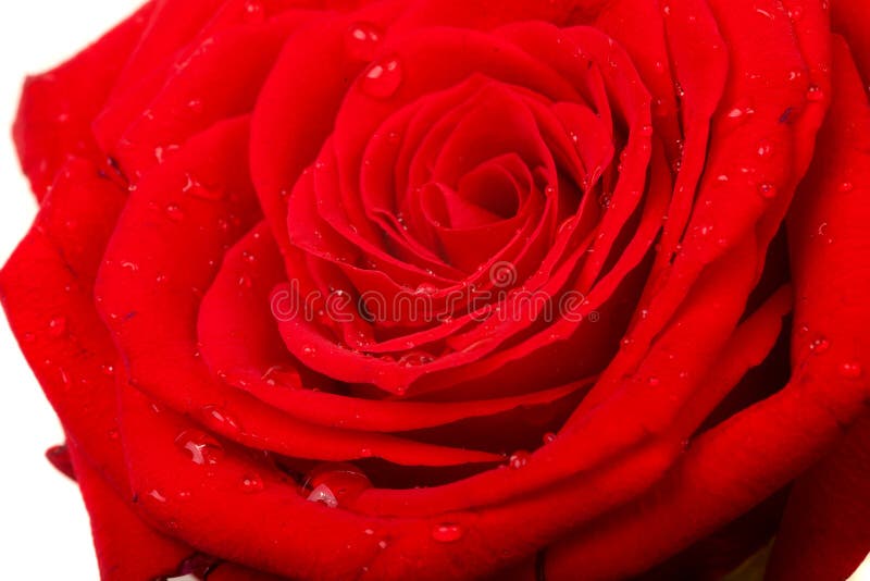 Close Up Red Rose, Water Drops Stock Image - Image of aroma, romantic ...
