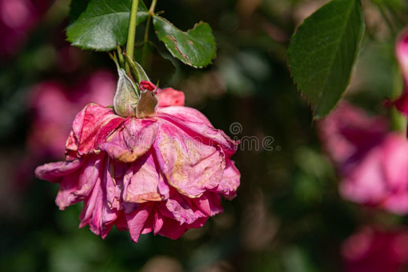 Withered Petals Inside Square Shapes Stock Photo - Image of holiday ...