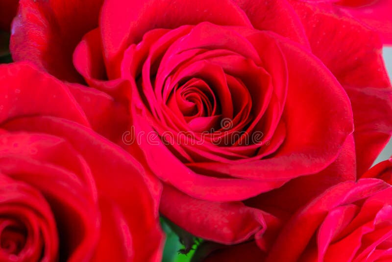 Close up of red roses. stock image. Image of bloom, close - 90764989