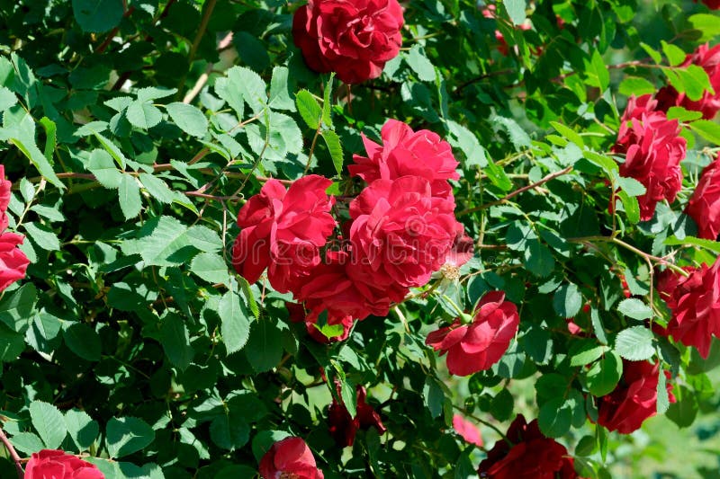Red Roses Blooming in Summer Stock Image - Image of summer, delicate ...