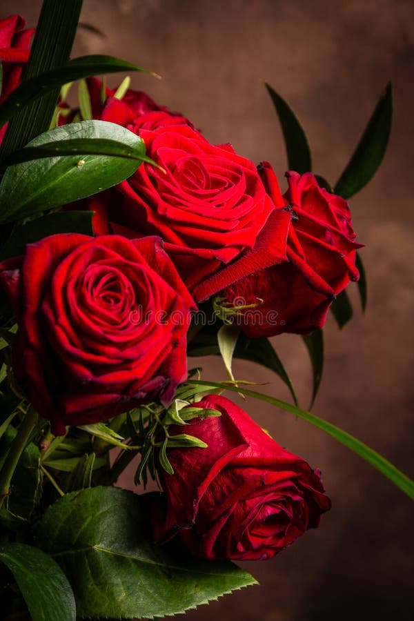 Close-up of Red Roses, Dark Background Stock Photo - Image of beauty ...