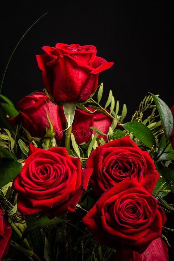 Close-up of Red Roses with Green Leaves, Black Background Stock Image ...