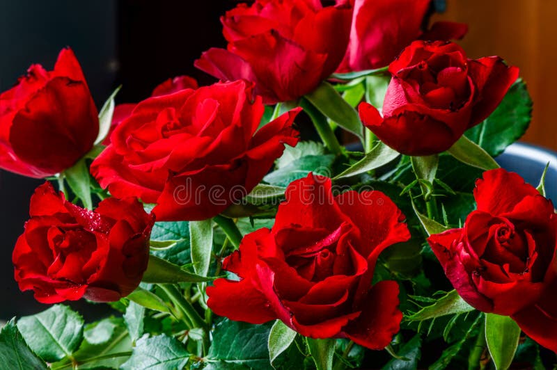 Red roses stock photo. Image of full, roses, background - 213082820