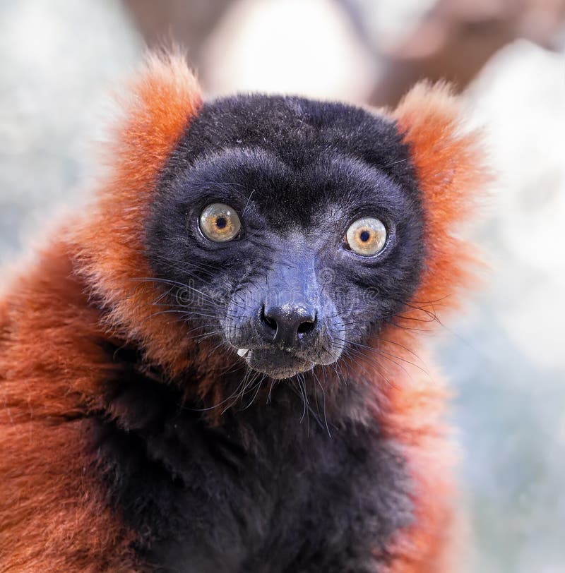 Close Up of a Red Ruffed Lemur Stock Image - Image of affe, endangered ...
