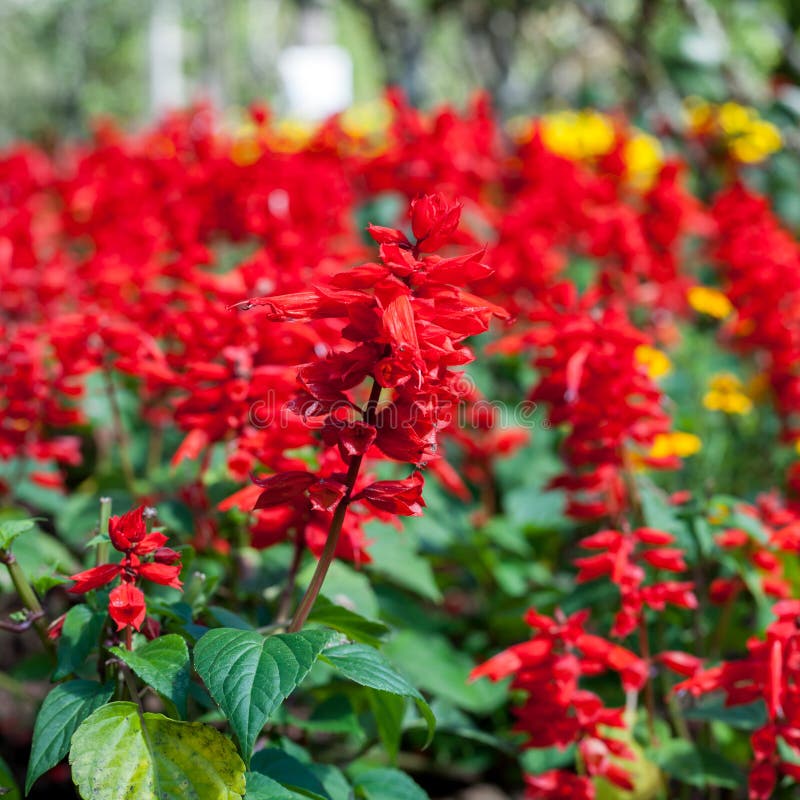 Close-up Red Salvia Salvia Splendens Stock Image - Image of grow ...