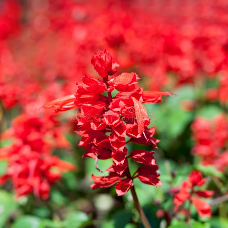 Close-up Red Salvia Salvia Splendens Stock Image - Image of floral ...