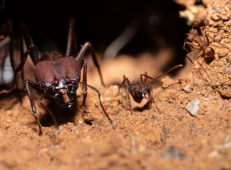 Sauva Stock Photos - Free & Royalty-Free Stock Photos from Dreamstime