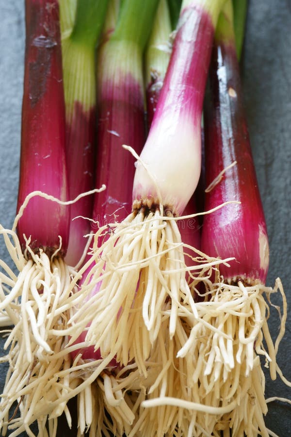 Close up of red scallions stock photo. Image of vegetarin - 54204358