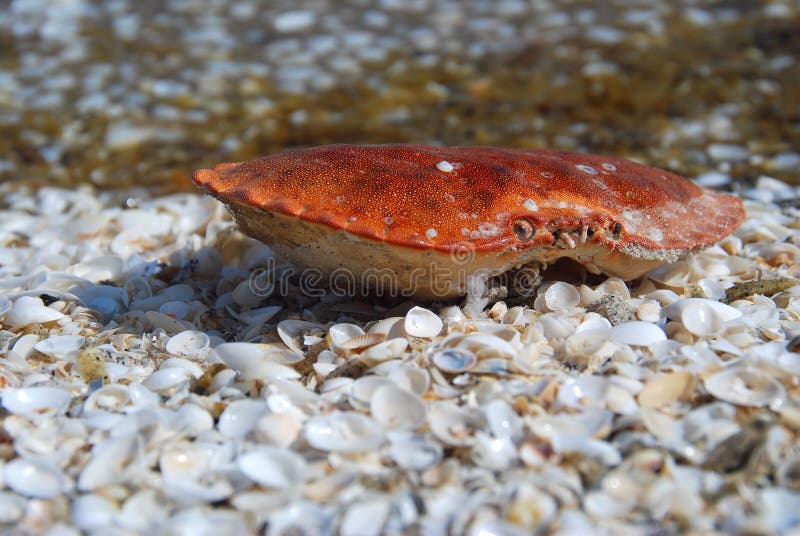 Scallop Shell Close Up on White Stock Image - Image of summer, shot ...