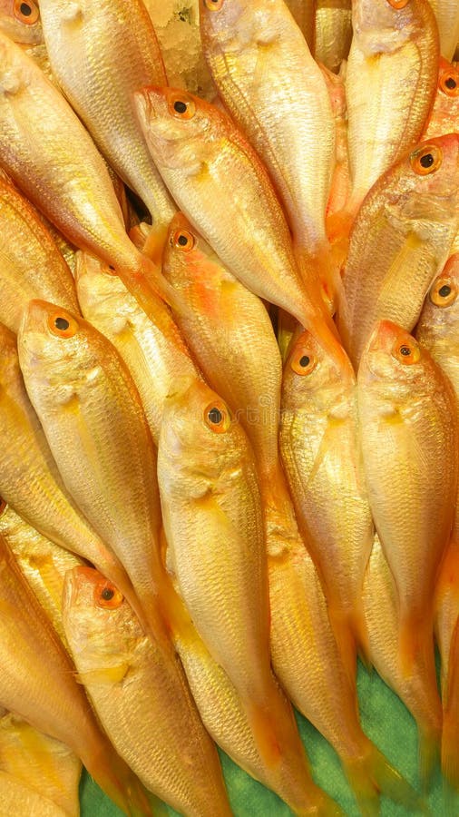 Close-up of Red Sea Bream in the Fish Bazaar Stock Photo - Image of ...