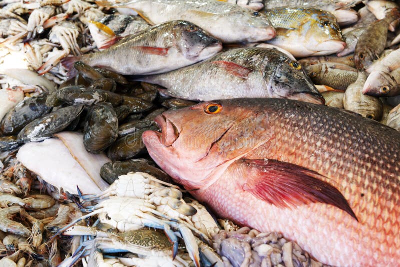 Red sea fish market stock image. Image of bazaar, cold - 240269661