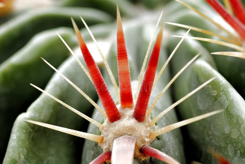Cactus sharp thorn stock image. Image of beauty, plant - 39910843