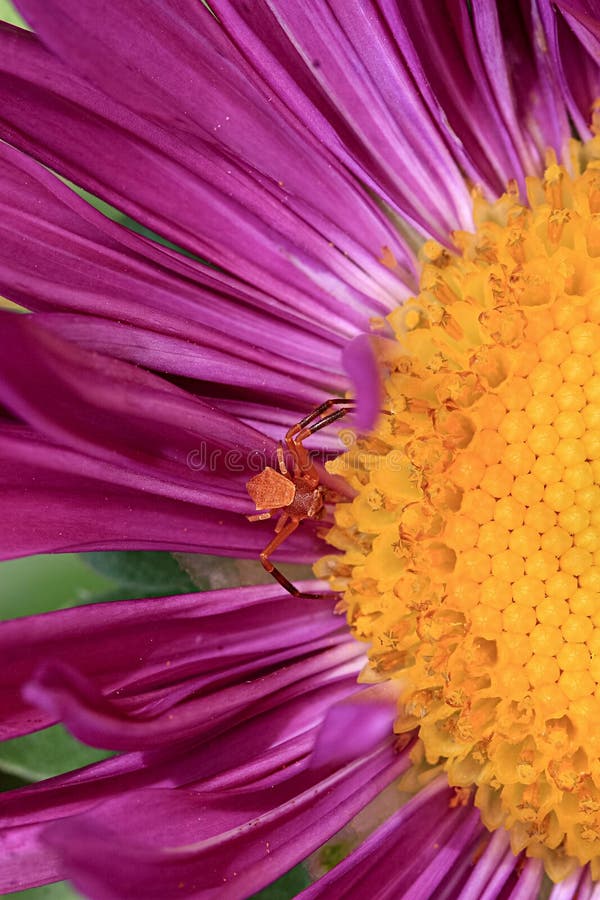Close Up Red Spider. Small Crab Spider on Purple Flower Stock Image ...