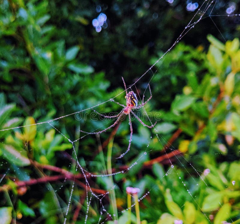 Spider web stock photo. Image of abstract, nature, beautiful - 25820430