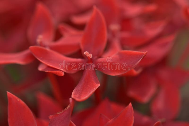 Close Up of Red Spike Flower. Stock Image - Image of nature, flower ...